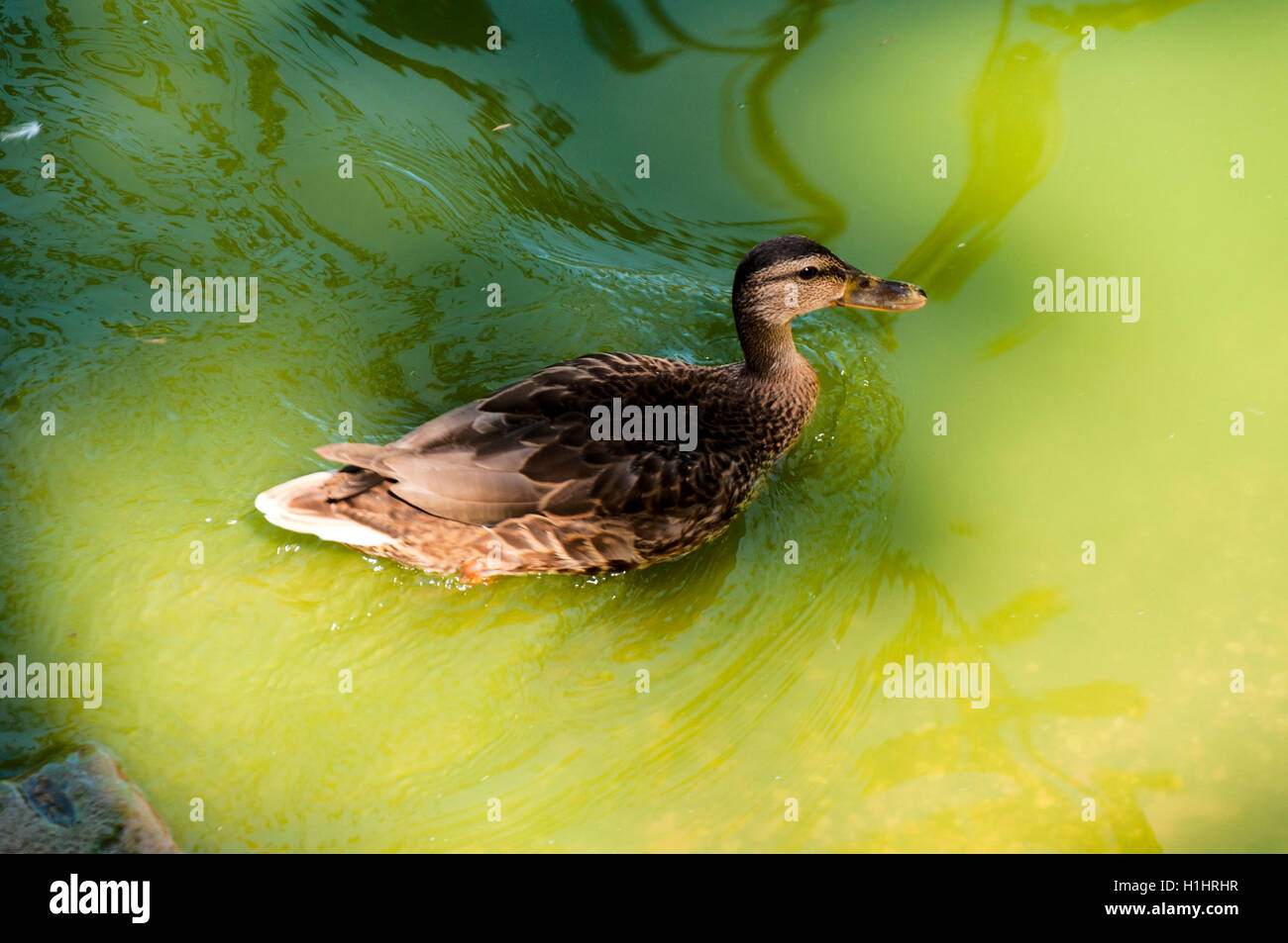 Chilling duck hi-res stock photography and images - Alamy