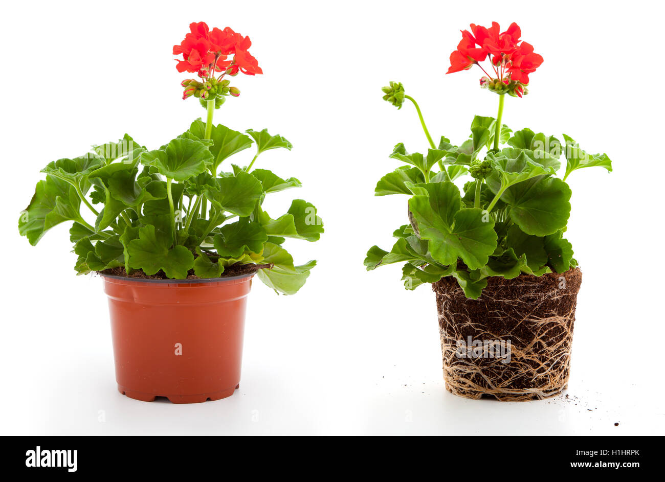 Geranium Plant Roots Flower High Resolution Stock Photography and ...
