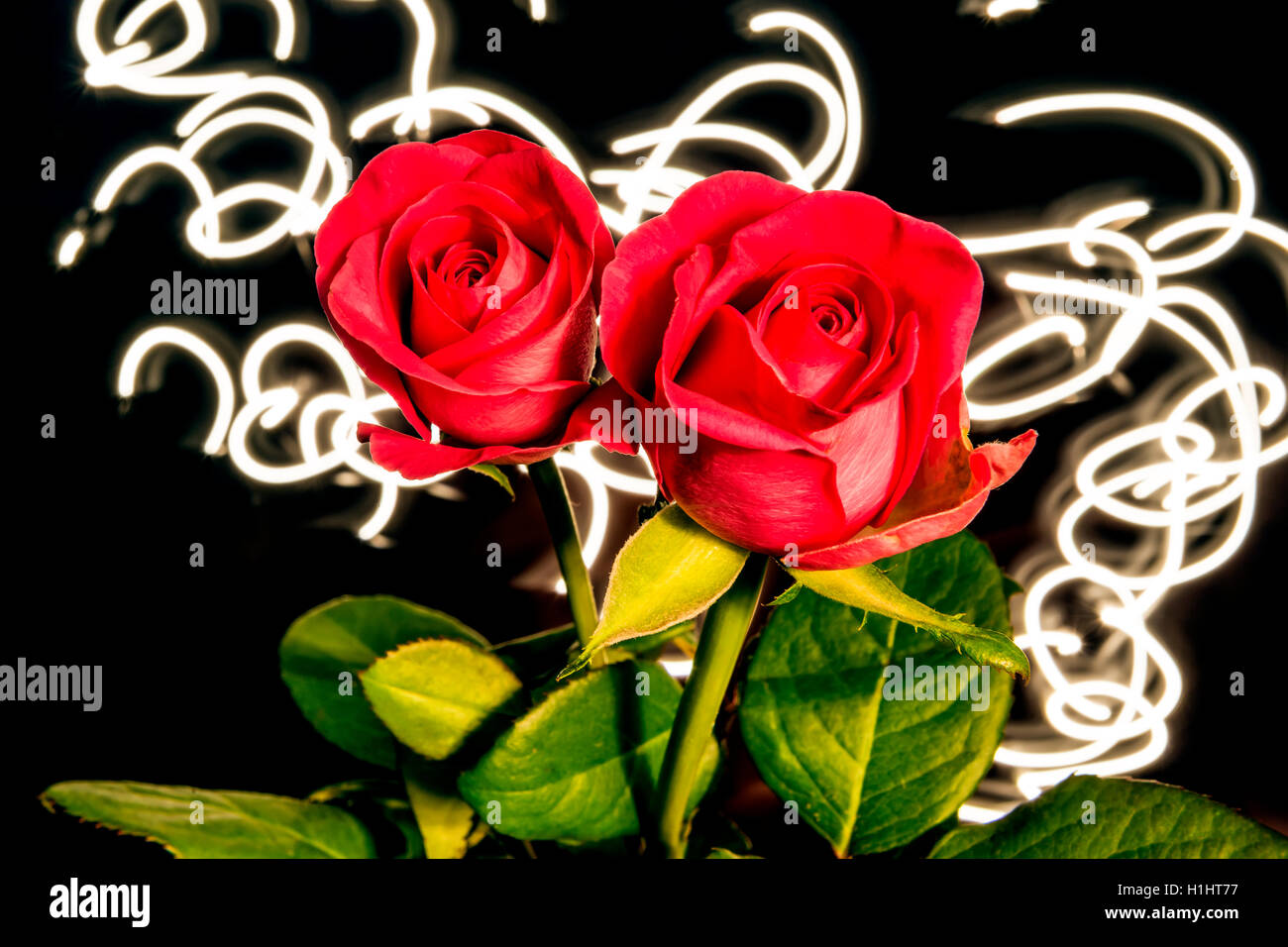 Roses with lights Stock Photo - Alamy