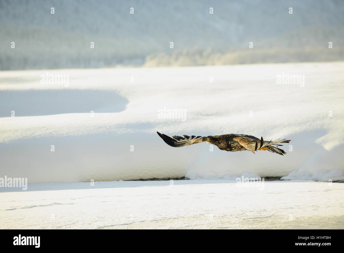 Aggressive bald eagle hi-res stock photography and images - Alamy