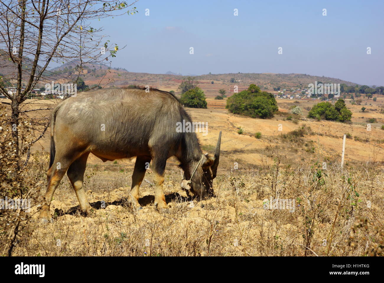 Cows in landscape of Myanmar Stock Photo - Alamy