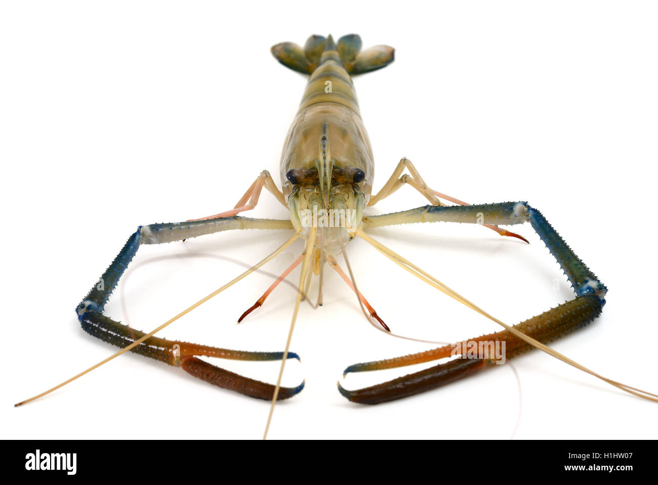 Shrimp mustache hi-res stock photography and images - Alamy