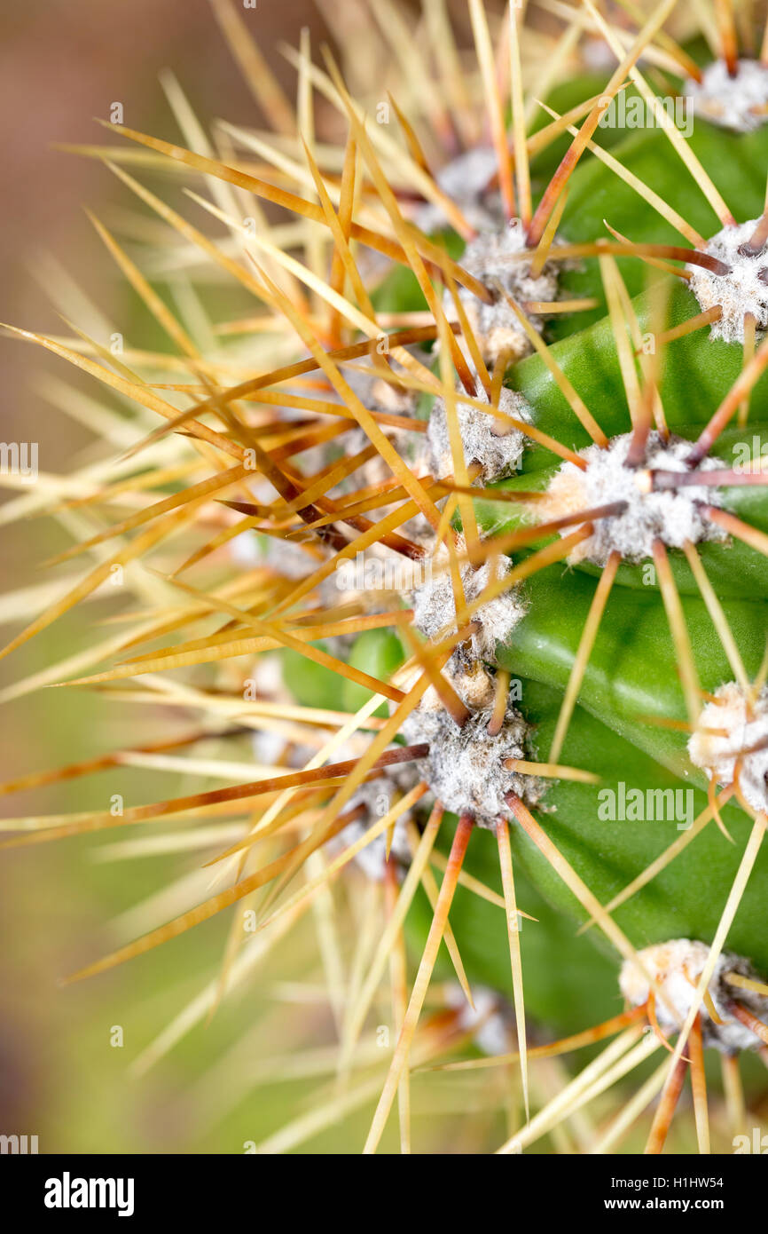 Cactus prickles hi-res stock photography and images - Alamy