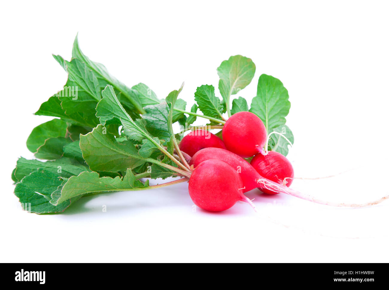 Small garden radish isolated on white background cutout Stock Photo - Alamy