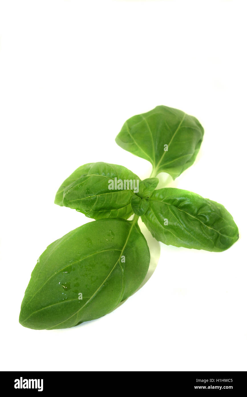 Basil spice Cut Out Stock Images & Pictures - Alamy