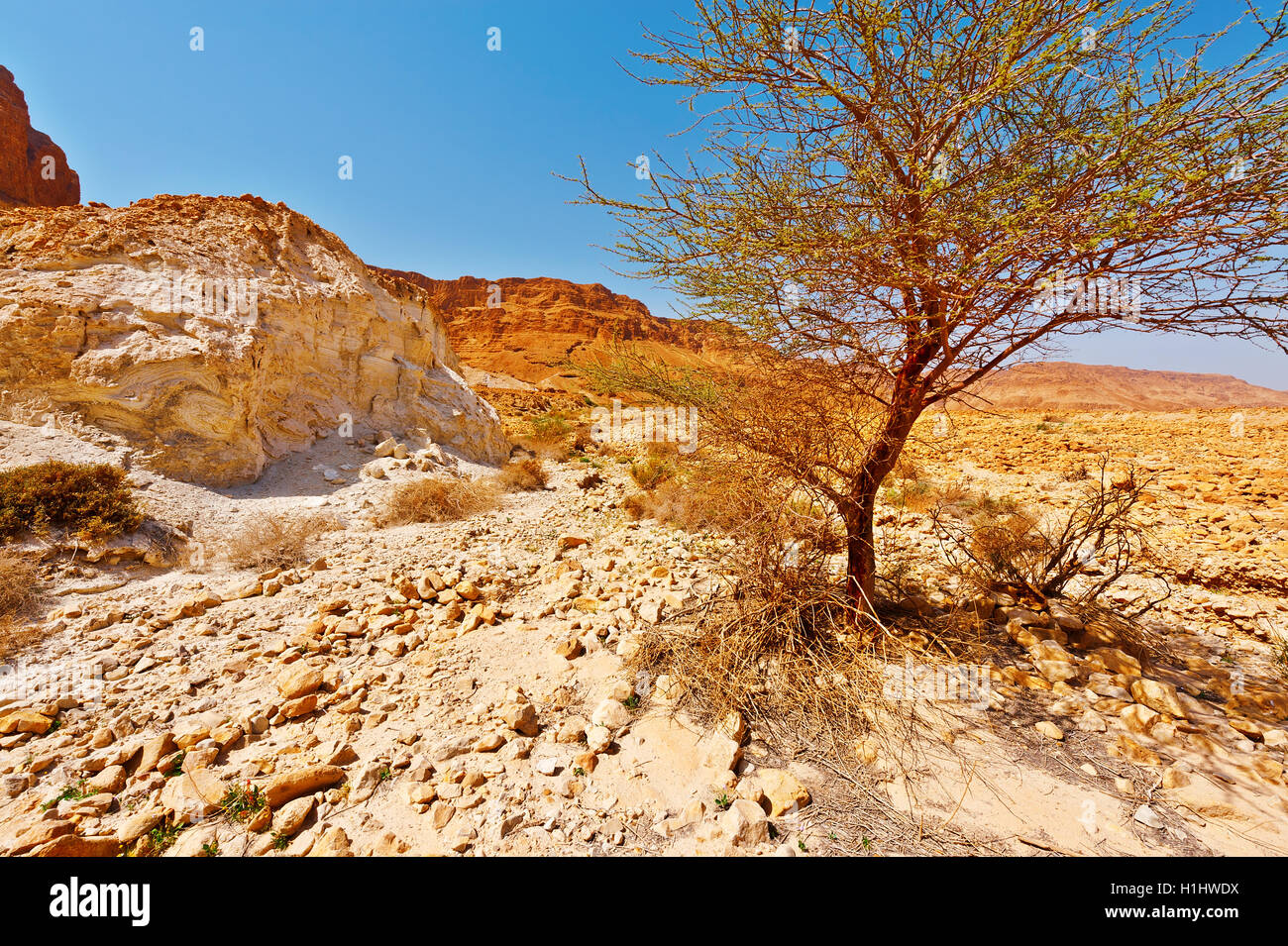 Tree in Desert Stock Photo - Alamy