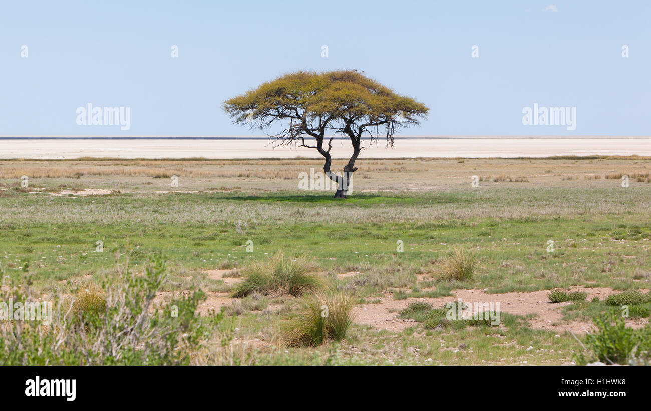 Tree in open field, Namibia Stock Photo - Alamy