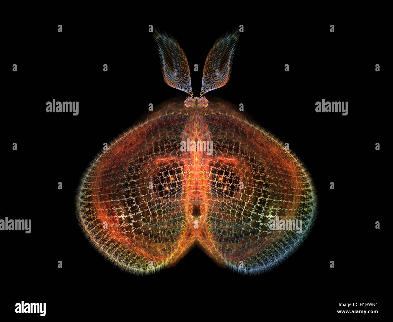 Ornate moth hi-res stock photography and images - Alamy