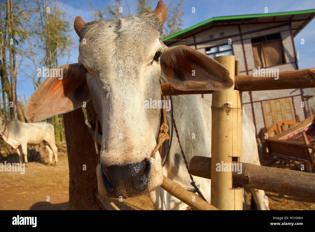 Cows in landscape of Myanmar Stock Photo - Alamy