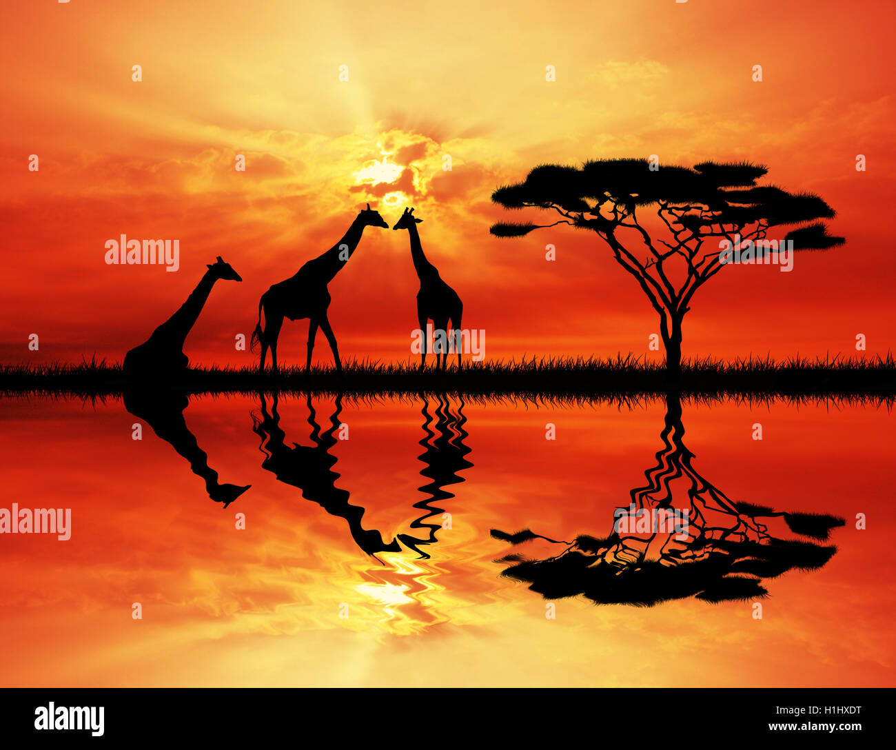 Giraffe at sunset Stock Photo - Alamy