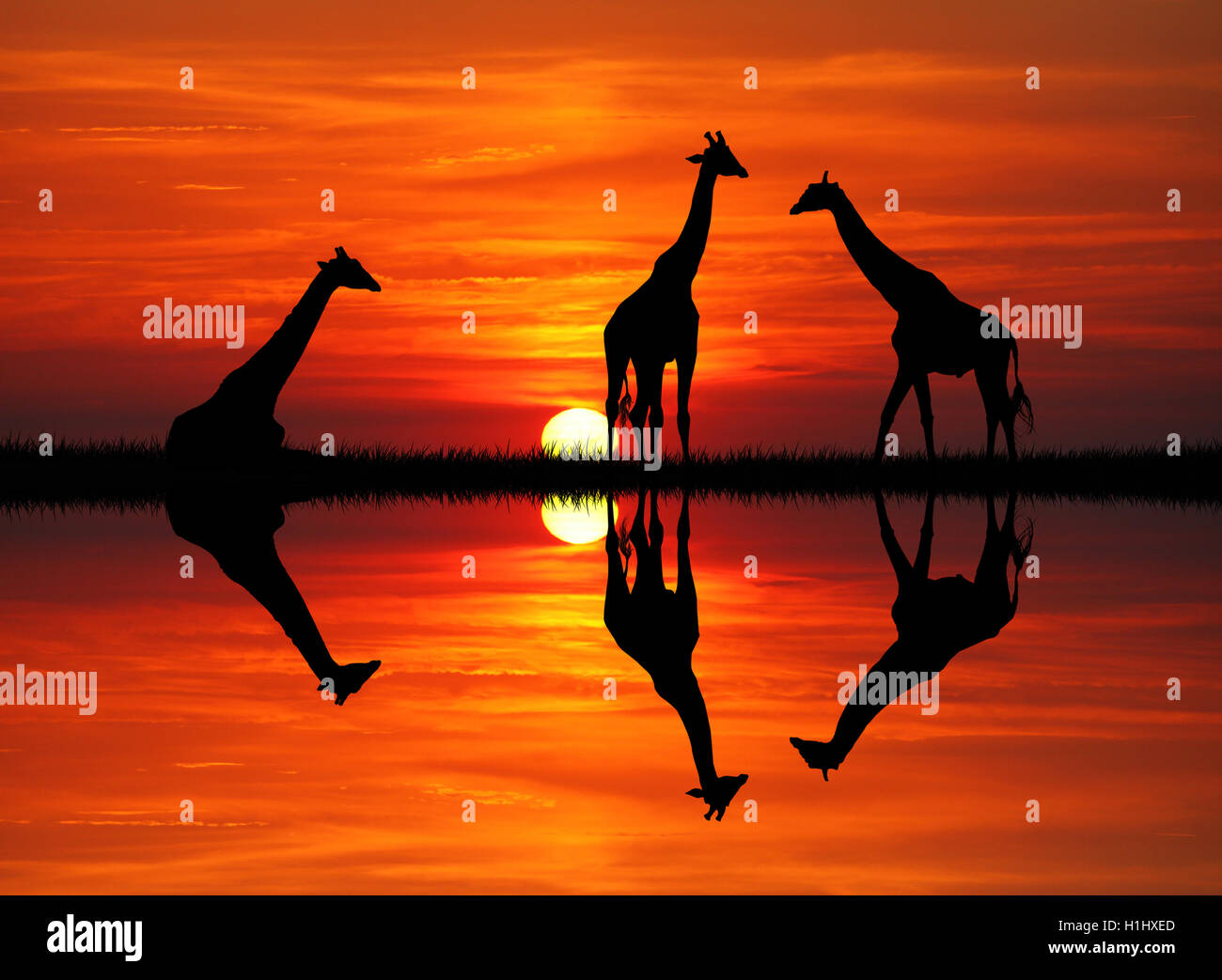 Giraffe at sunset Stock Photo - Alamy