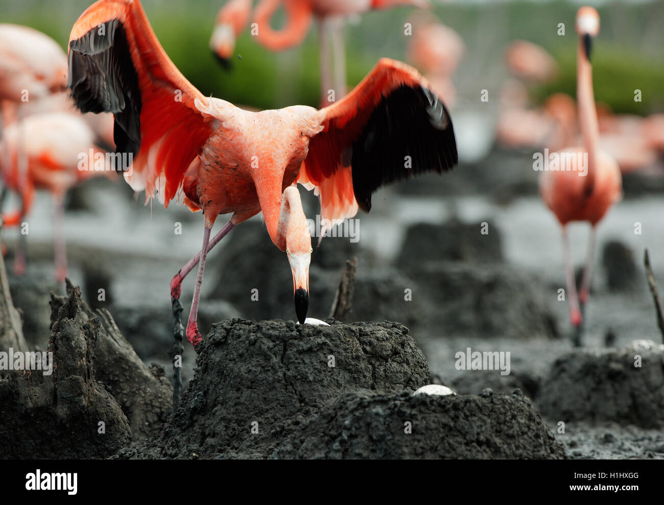 Flamingo reproduction hi-res stock photography and images - Alamy
