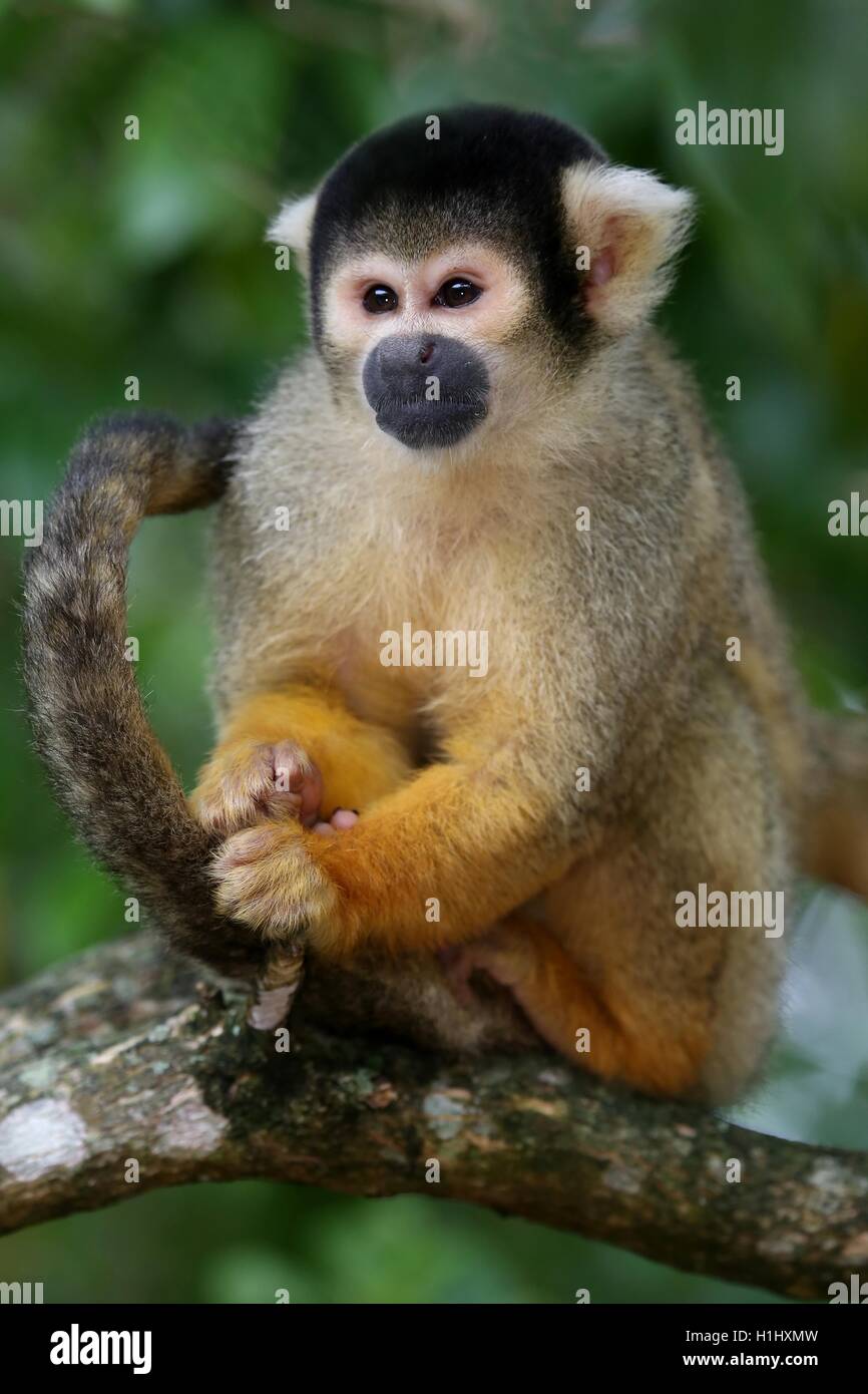 Squirrel Monkey in Tree Stock Photo - Alamy