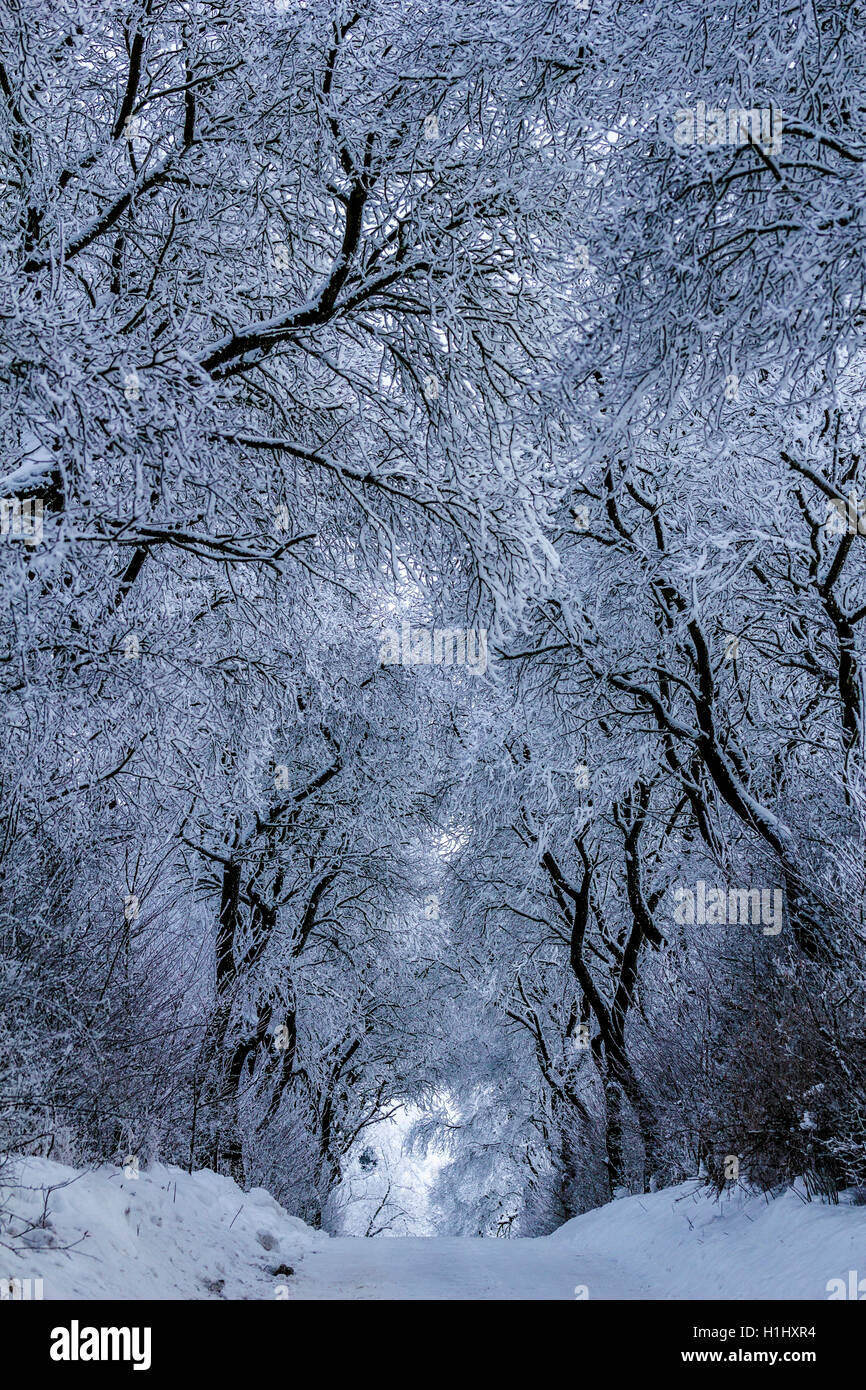 White forest corridor hi-res stock photography and images - Alamy