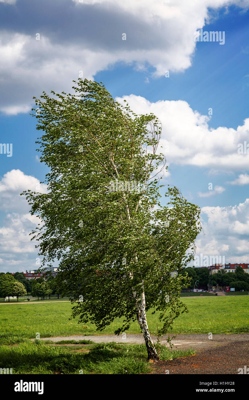 birch tree at the Tempelhofer Feld, Berlin Germany Stock Photo - Alamy
