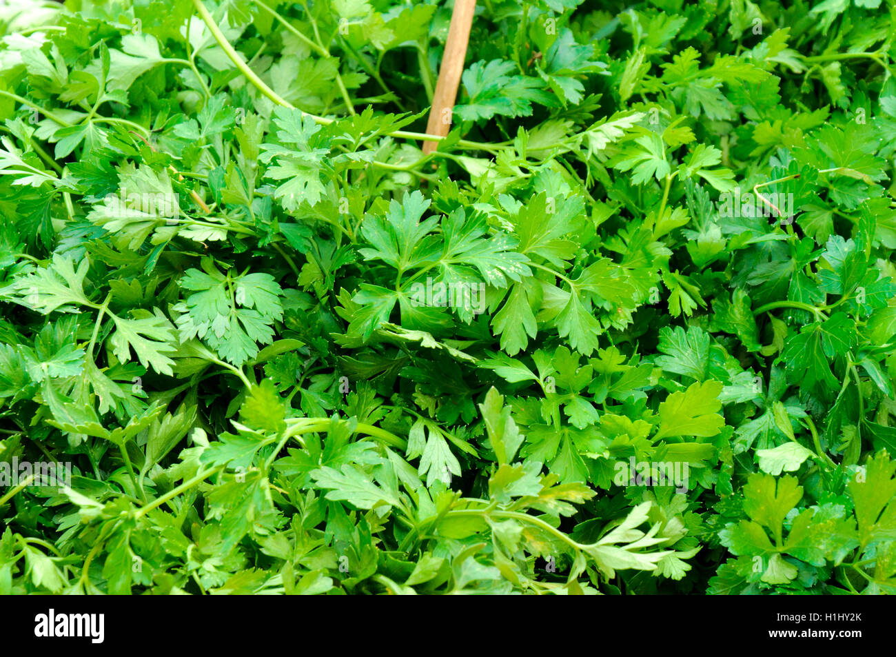 Food details hi-res stock photography and images - Alamy