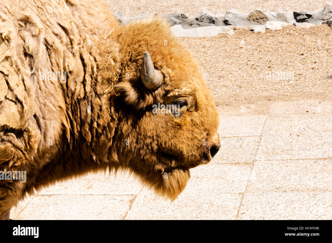 Profile of bison Stock Photo - Alamy