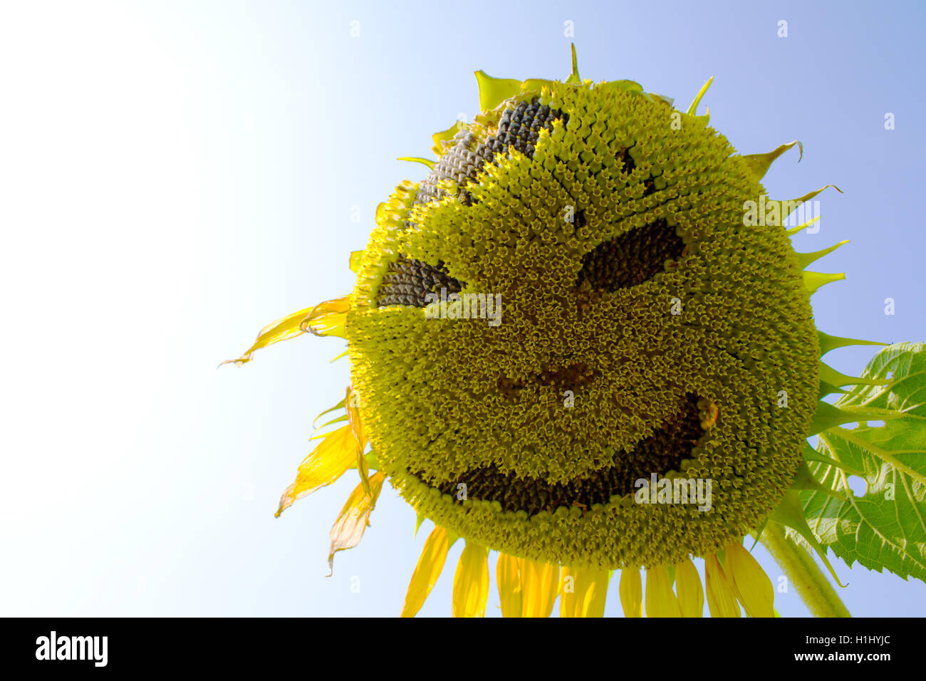 smiling of Sunflower blooming Stock Photo - Alamy