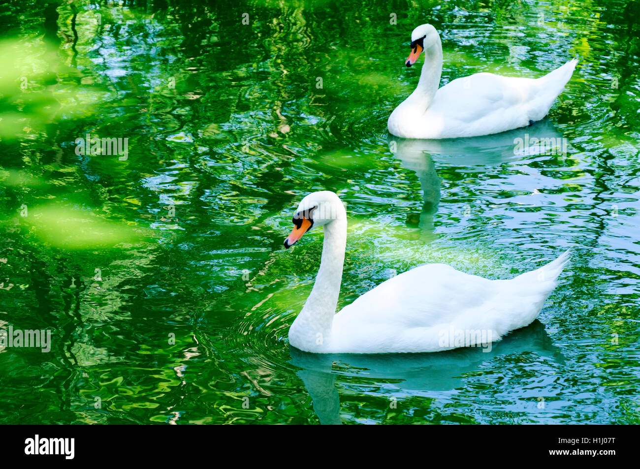Couple of swan Stock Photo - Alamy