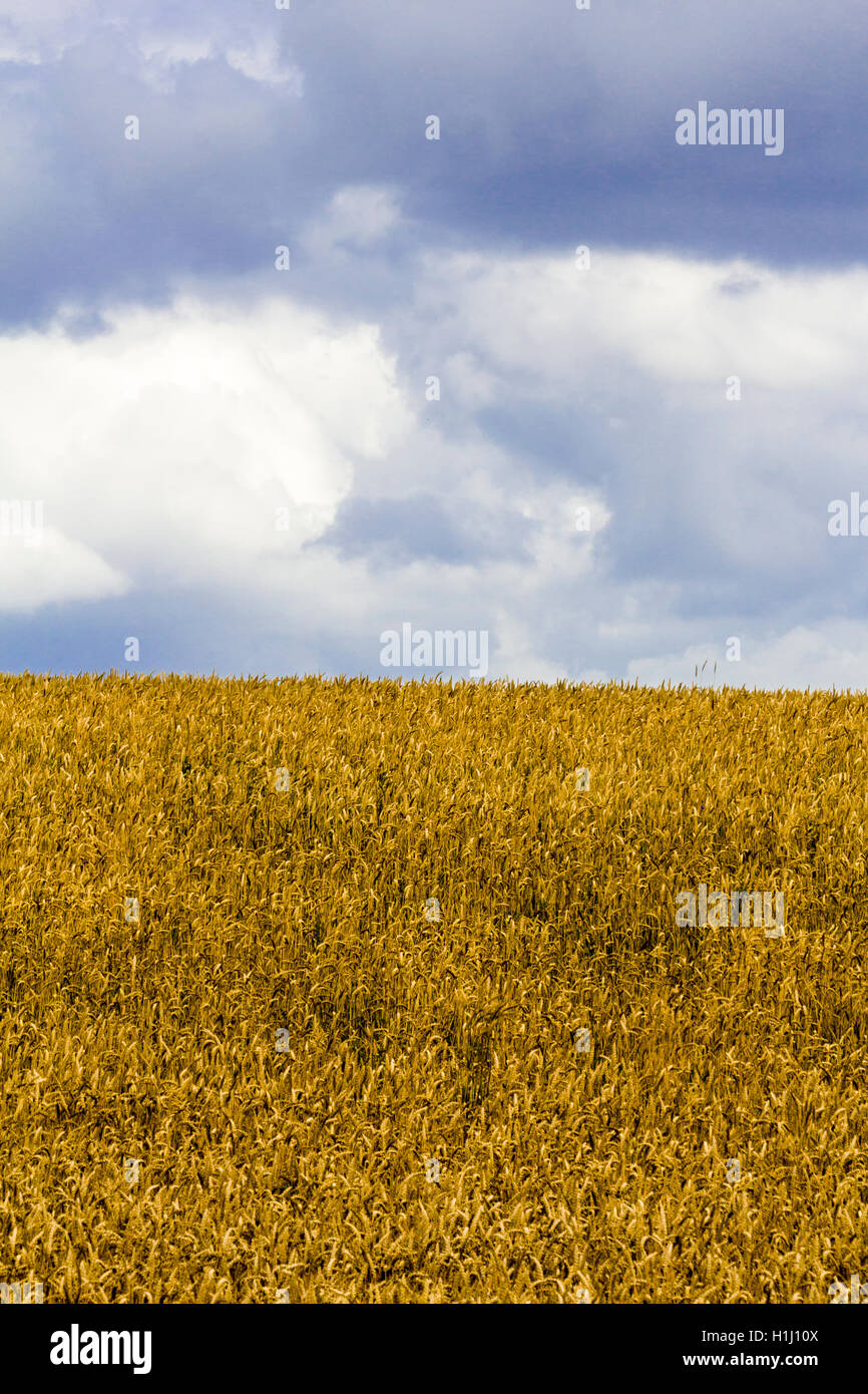 clipping of a wheat field with cloudy sky Stock Photo - Alamy