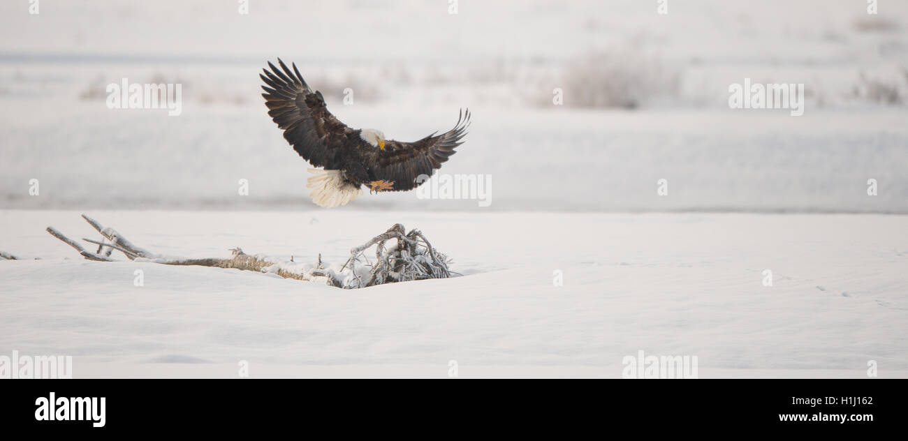 Flying American Bald Eagle Landing High Resolution Stock Photography ...