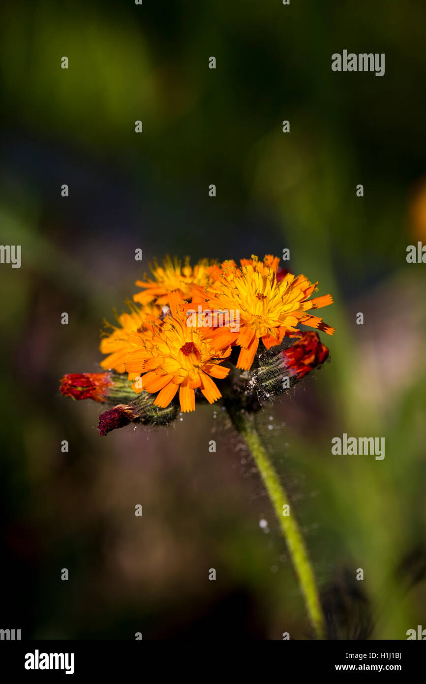 Corn crown hi-res stock photography and images - Alamy