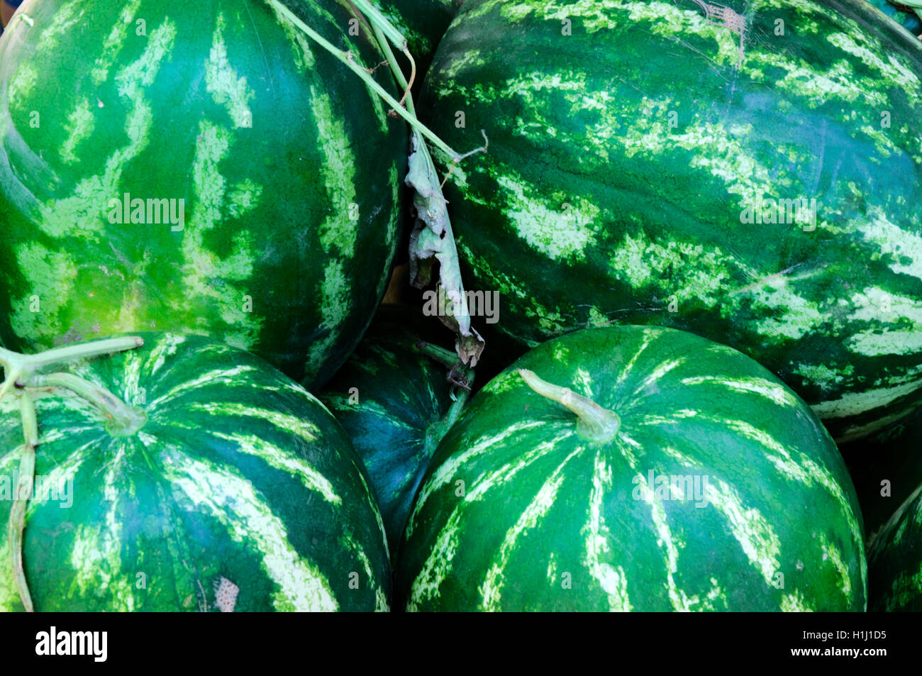 Watermelons agriculture hi-res stock photography and images - Alamy