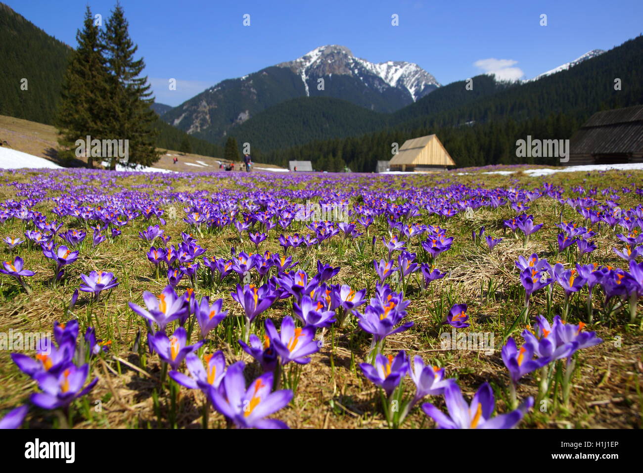 Crocuses in Chocholowska valley, Tatras Mountain, Poland Stock Photo ...