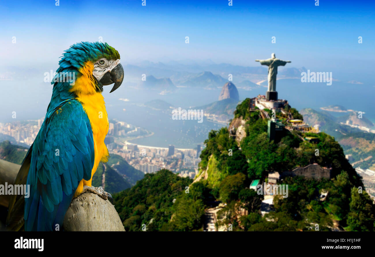 Blue and Yellow Macaw Stock Photo - Alamy