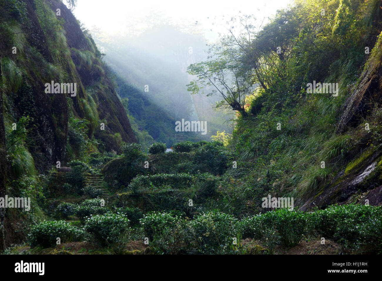 Fujian province tea plantation hi-res stock photography and images - Alamy