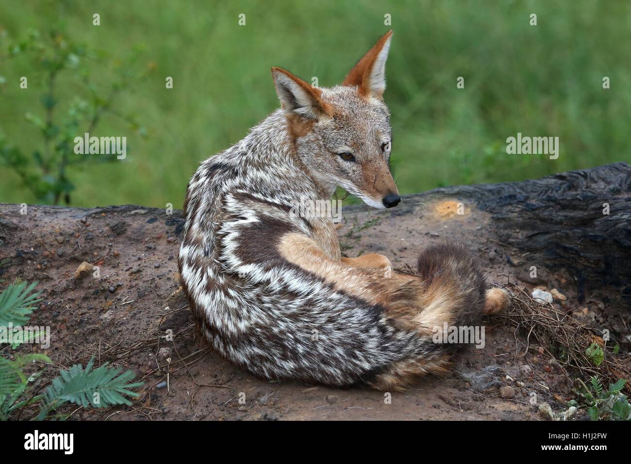 Black Backed Jackal Stock Photo - Alamy
