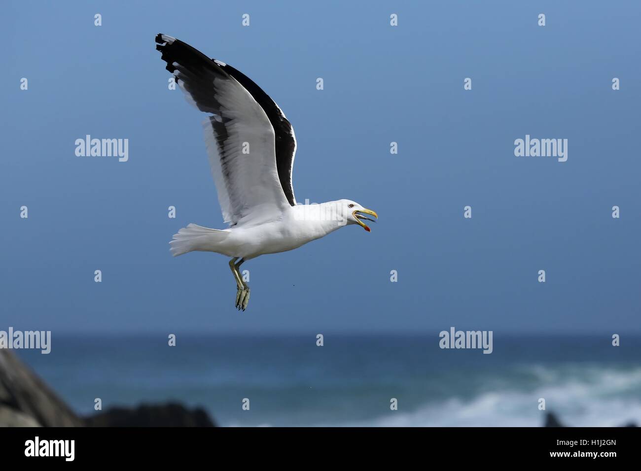 Seagull and Fish Stock Photo - Alamy