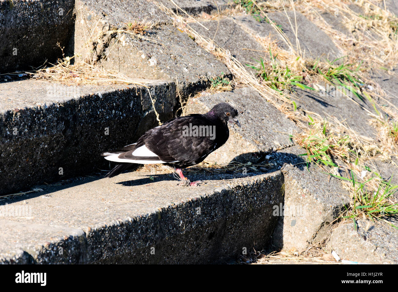 Pigeon on concrete Stock Photo - Alamy