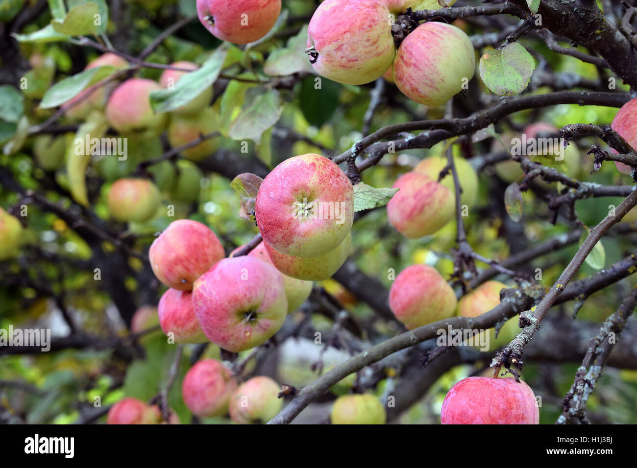 Red apple in a tree hi-res stock photography and images - Alamy