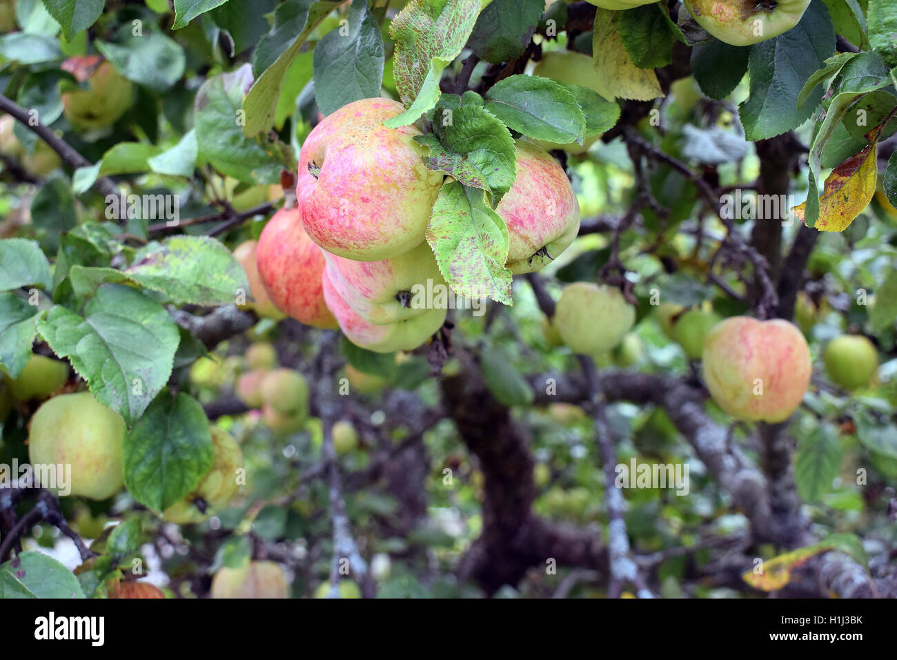 Natural apple tree hi-res stock photography and images - Alamy
