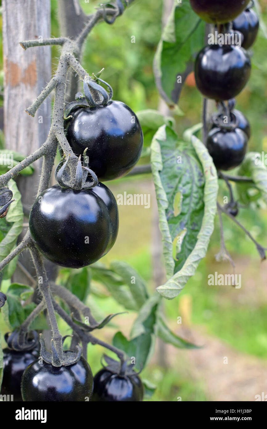 Indigo Rose black tomato Stock Photo - Alamy