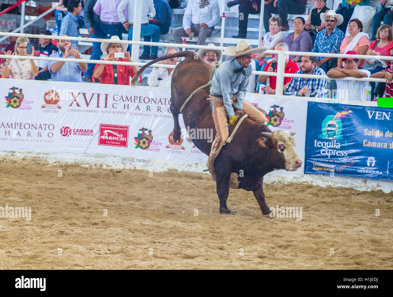 Bull riding mexico hi-res stock photography and images - Alamy