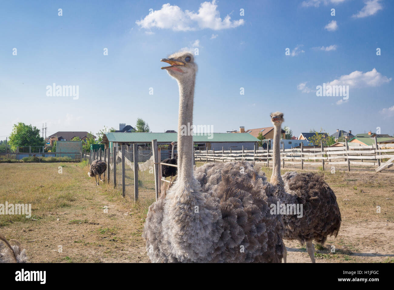 Ostrich birds on ostrich farm countryside Stock Photo - Alamy