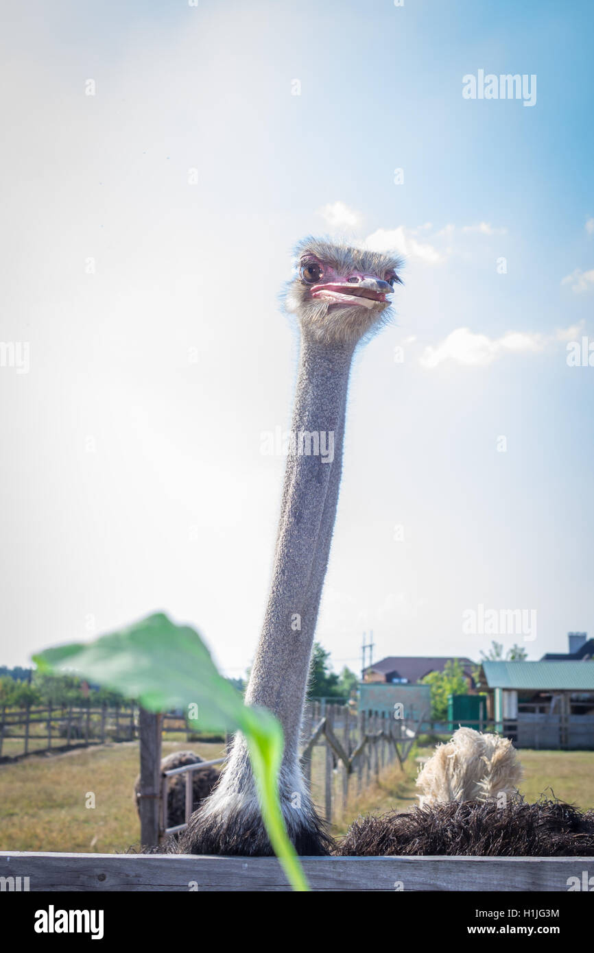 Ostrich birds on ostrich farm countryside Stock Photo - Alamy