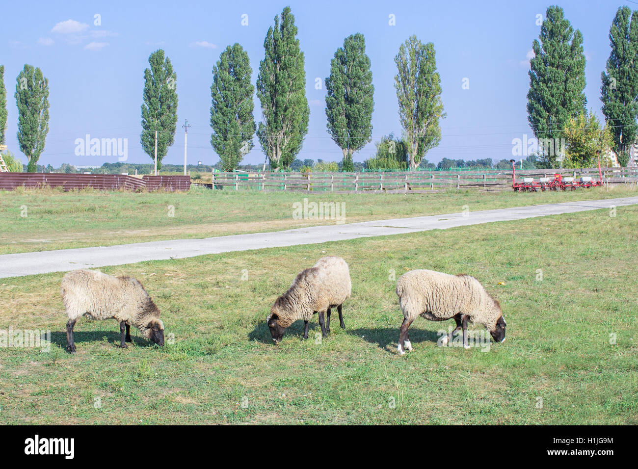 Raising sheep hi-res stock photography and images - Alamy
