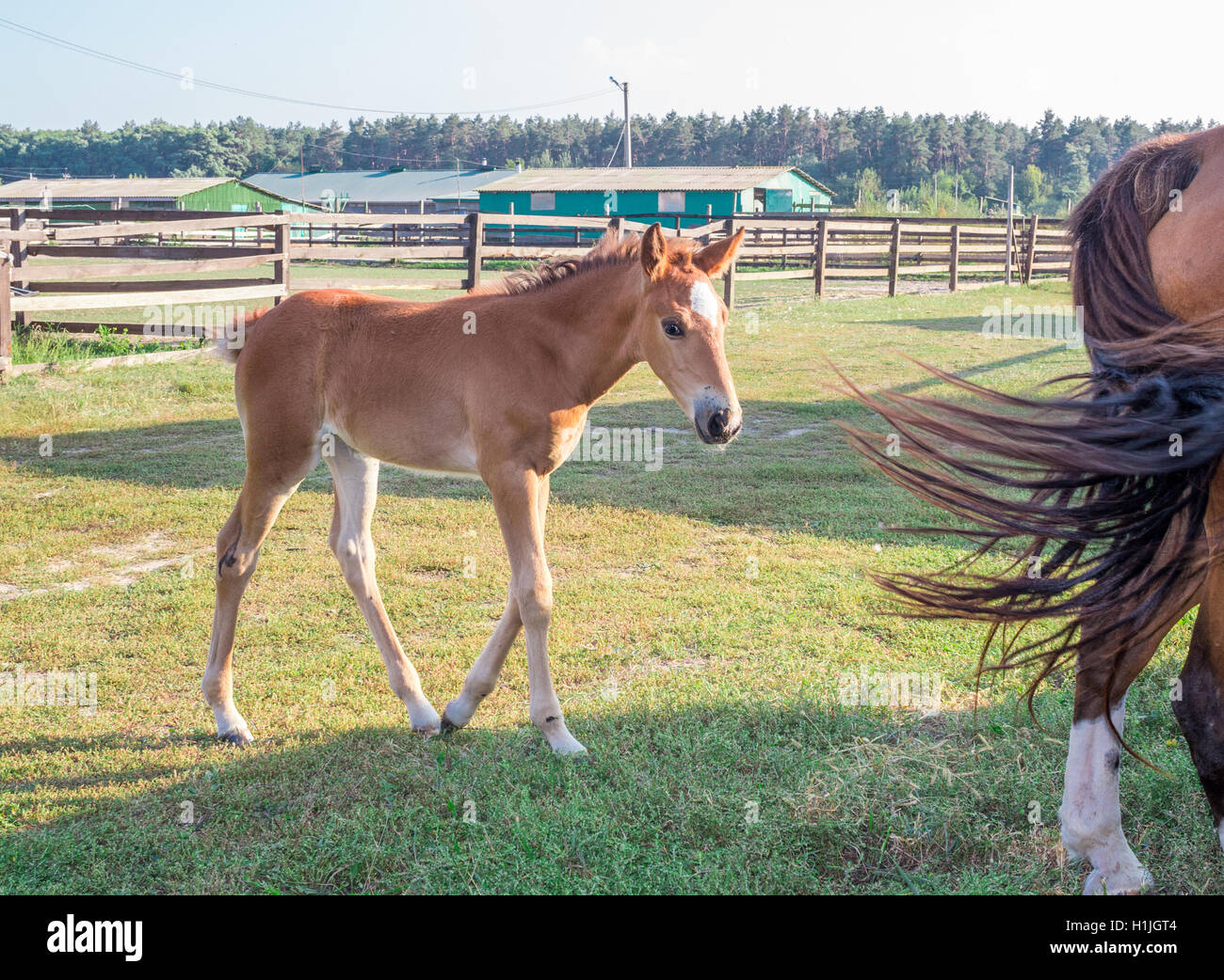 Little foal near horse mother on green grass at farm countryside Stock ...