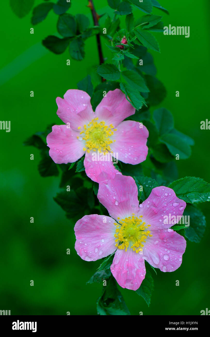 Hundsrose, Rosa canina Stock Photo - Alamy