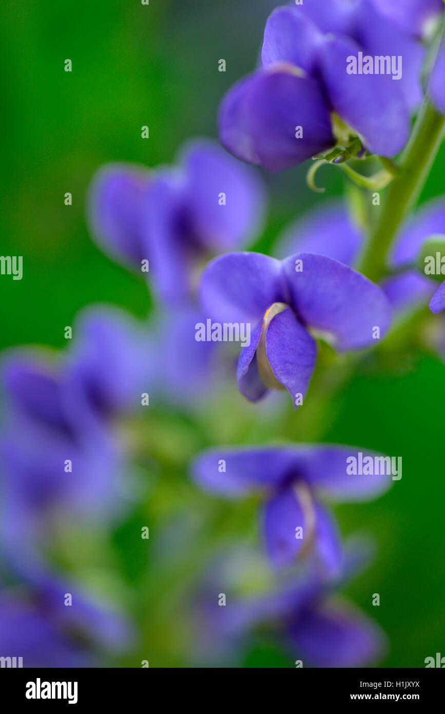Baptisia australis hi-res stock photography and images - Alamy