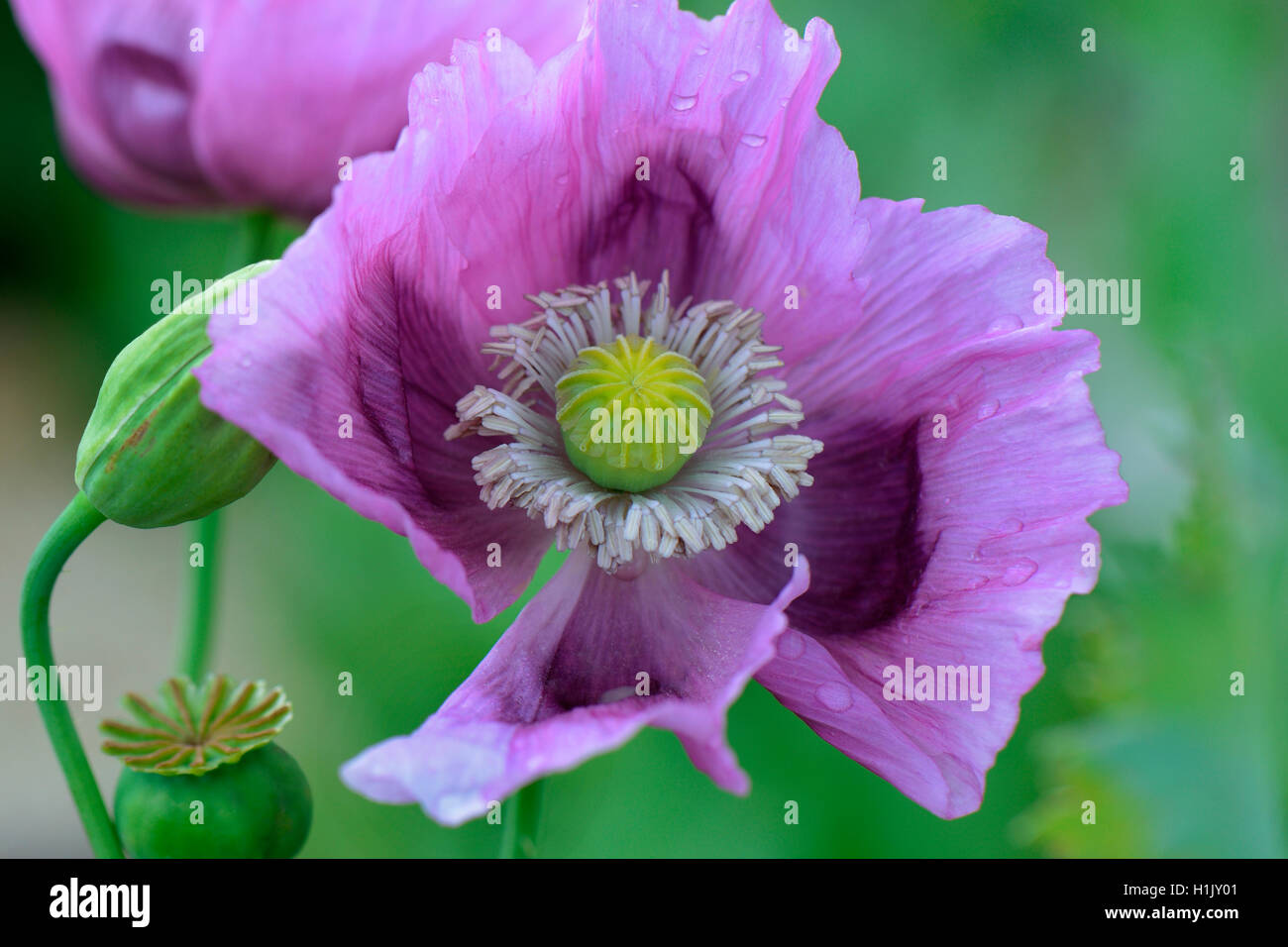 Schlafmohn, Papaver somniferum Stock Photo - Alamy