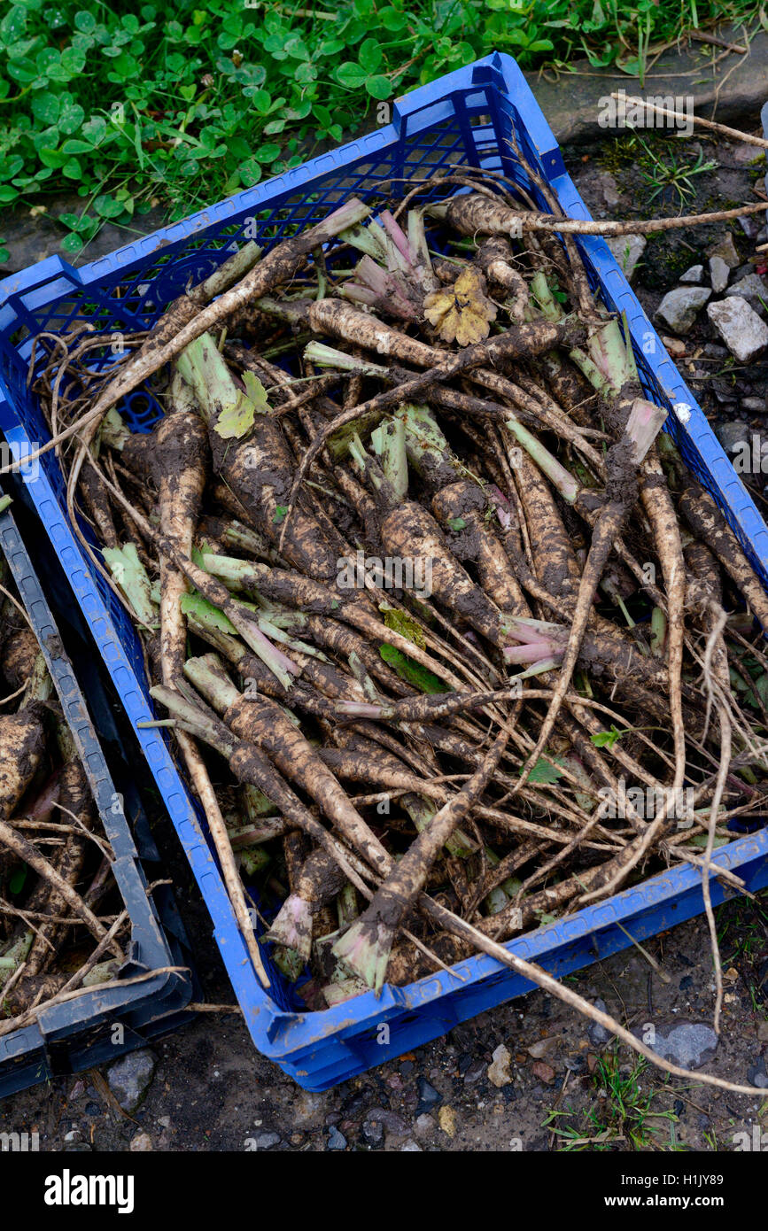 Frisch geerntete petersilienwurzeln hi-res stock photography and images ...