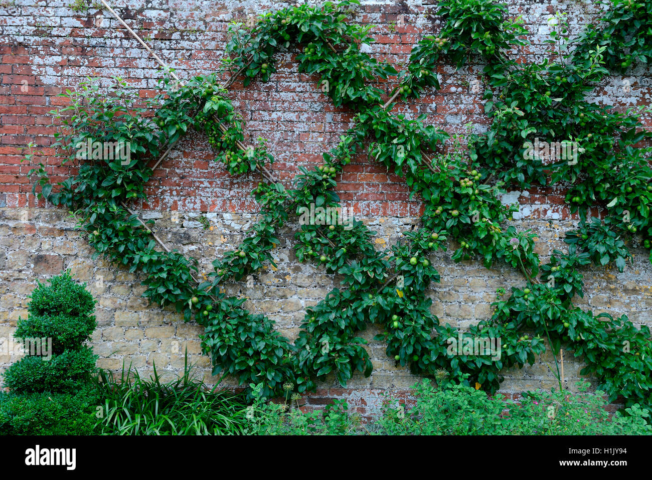 Apfelbaum an Spalier gezogen, Spalierobst, Malus spec., England Stock ...