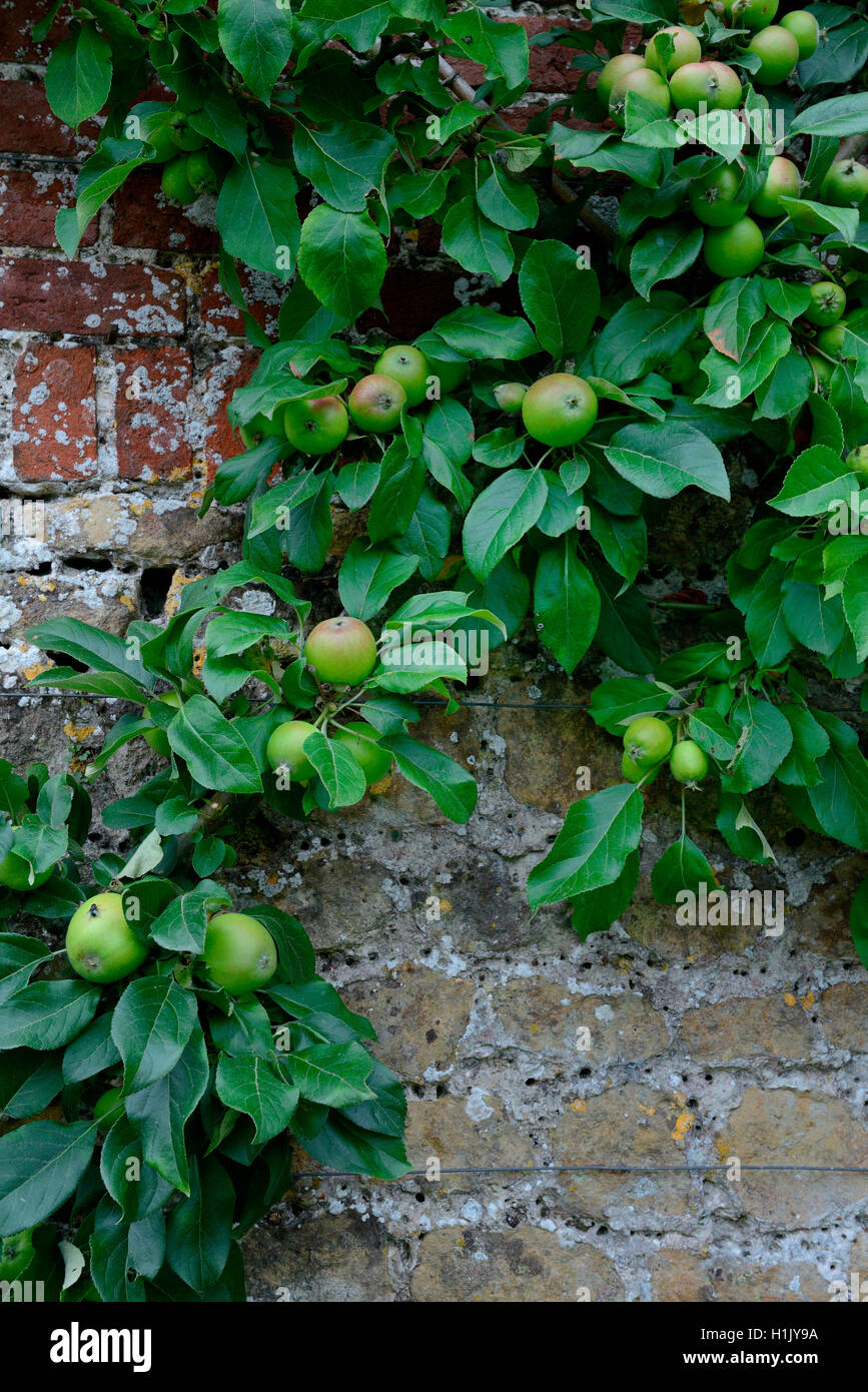 Apfelbaum an Spalier gezogen, Spalierobst, Malus spec., England Stock ...