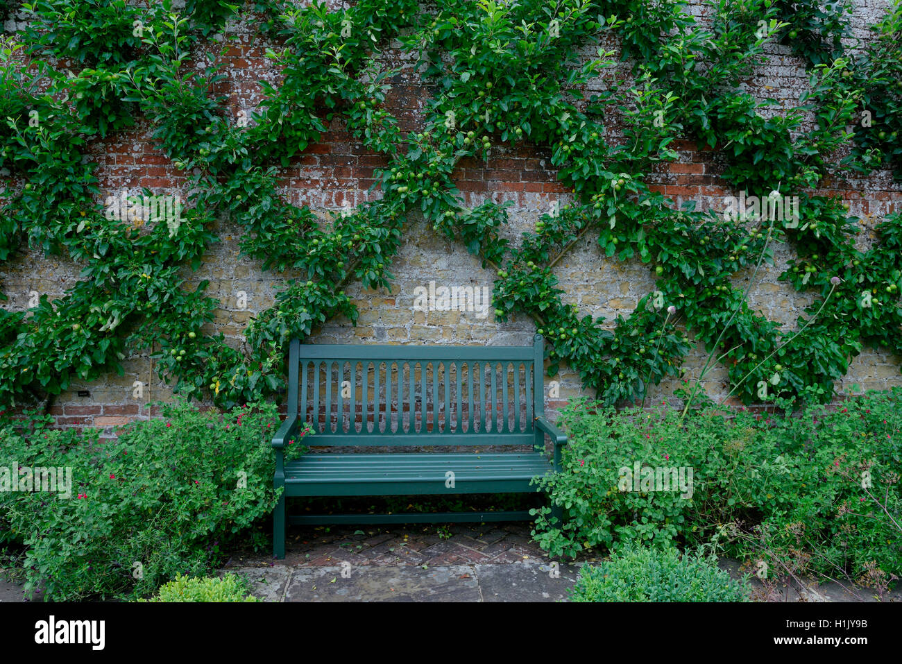 Apfelbaum spalier gezogen spalierobst malus hi-res stock photography ...