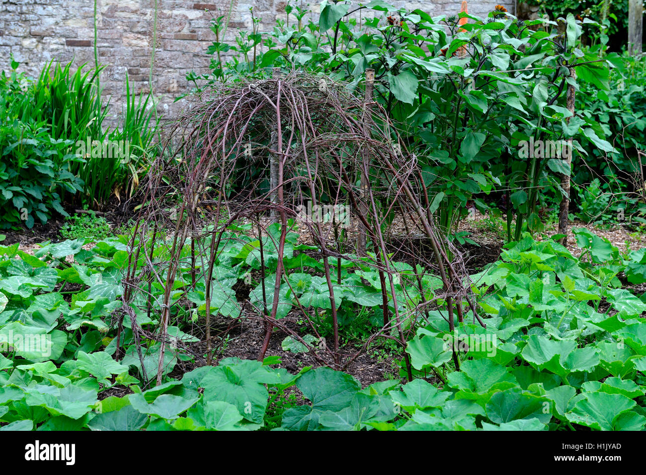 climbing support made of branches Stock Photo - Alamy