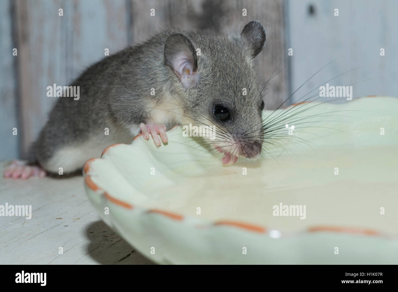 Fat Dormouse, Edible Dormouse, feeding in kitchen, licking milk, (Glis ...